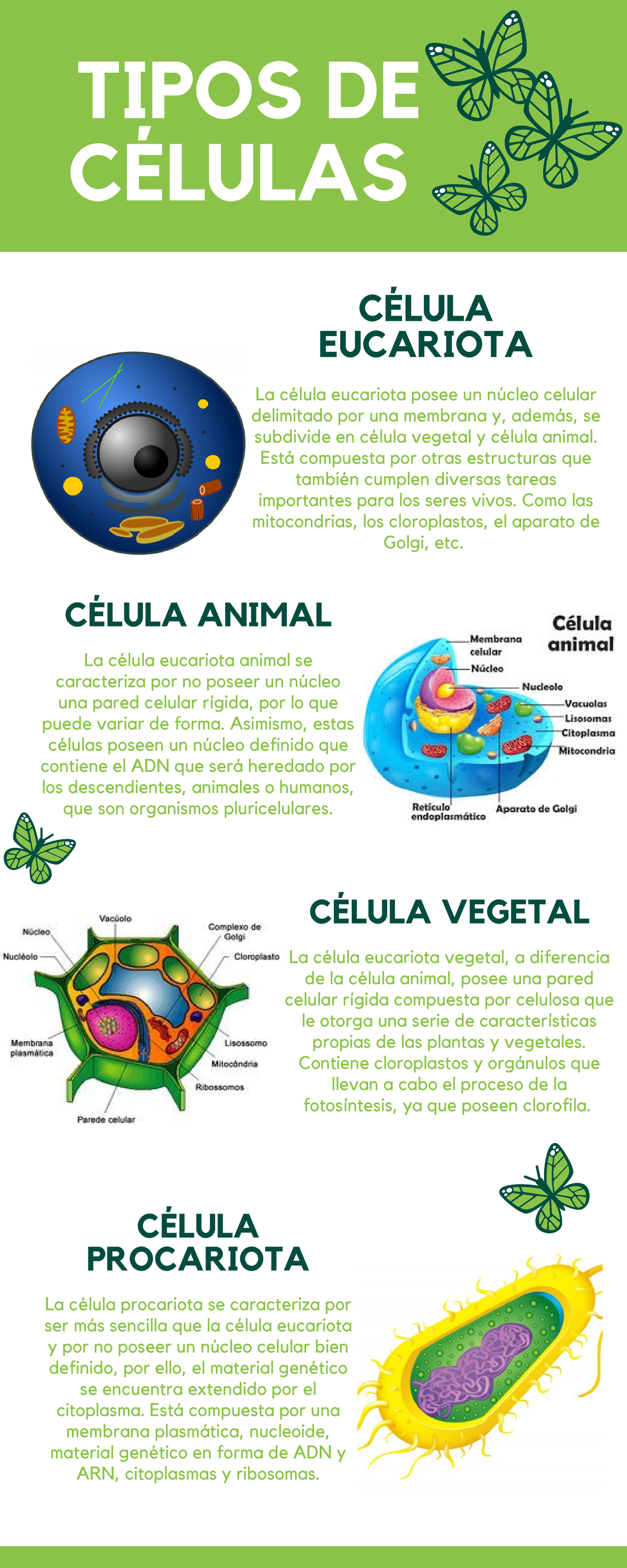 Tipos DE Células - TIPOS DE CÉLULAS CÉLULA EUCARIOTA La célula ...