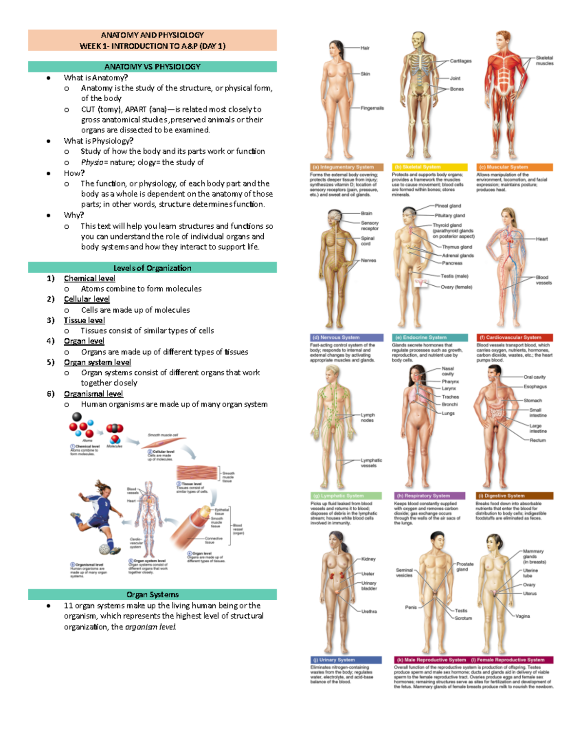 A&P - Module 1 - Week 1: Intro to Anatomy and Physiology - Studocu