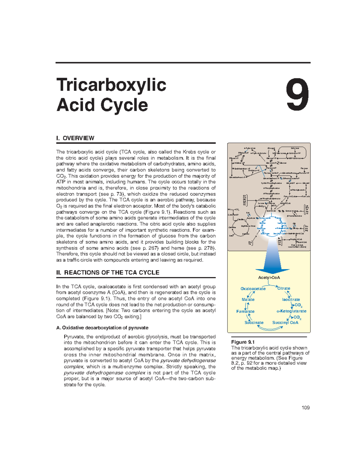TCA Cycle Overview and Reactions - Biochemistry Notes - Studocu