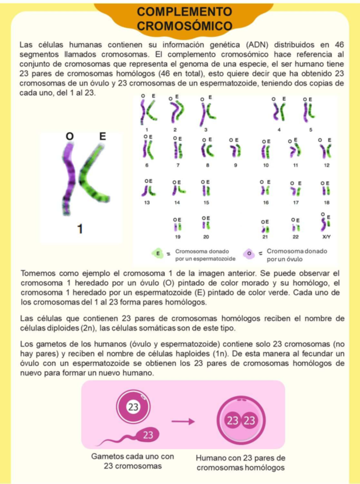 Guía de Estudio para el Examen Final: Complemento Cromosómico ABC123 ...
