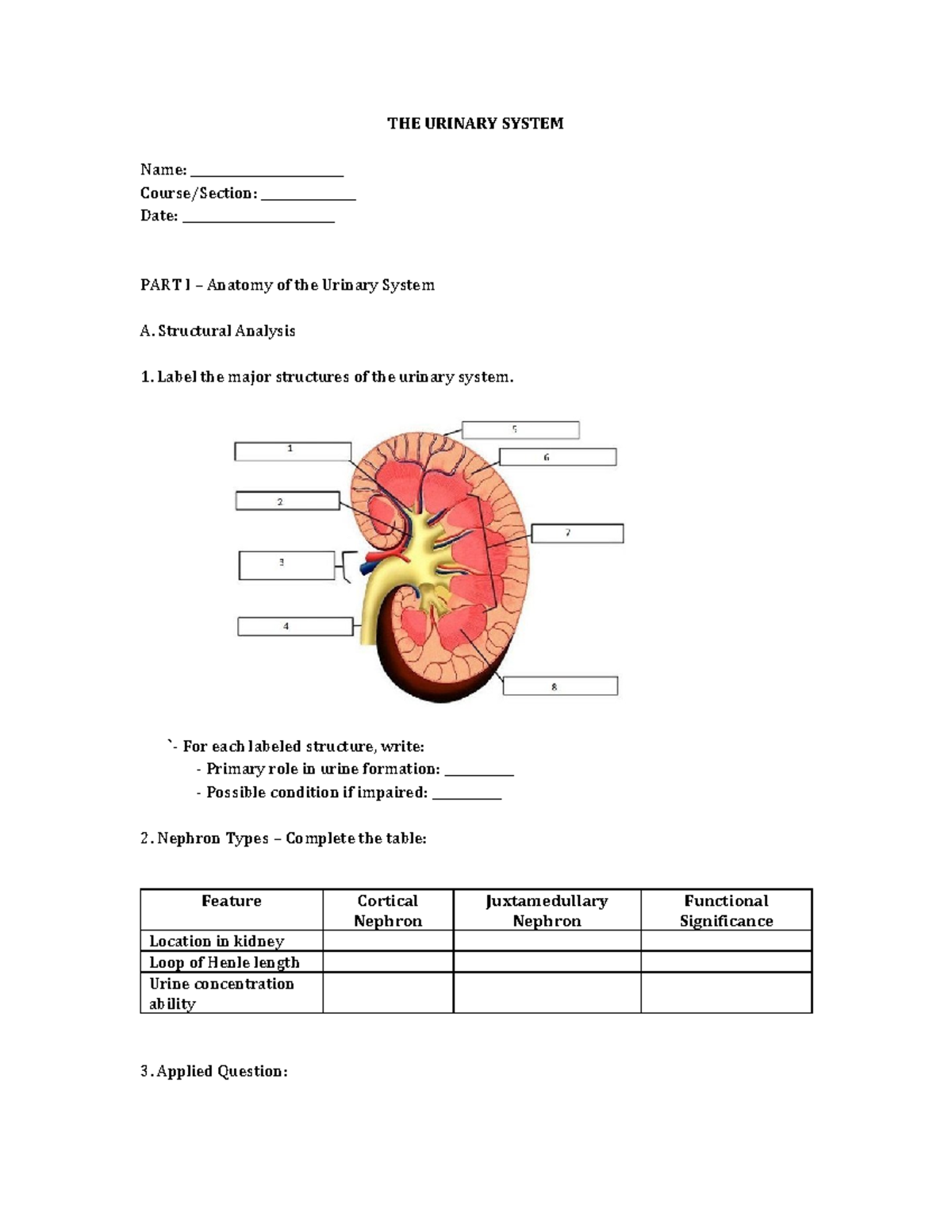 Renal-Activity: Anatomy & Physiology of the Urinary System - Studocu