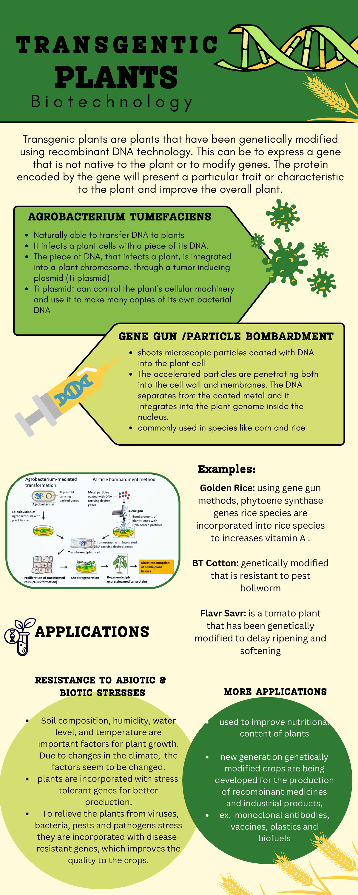 AGB 101: Infographic on Transgenic Plants and Their Applications - Studocu