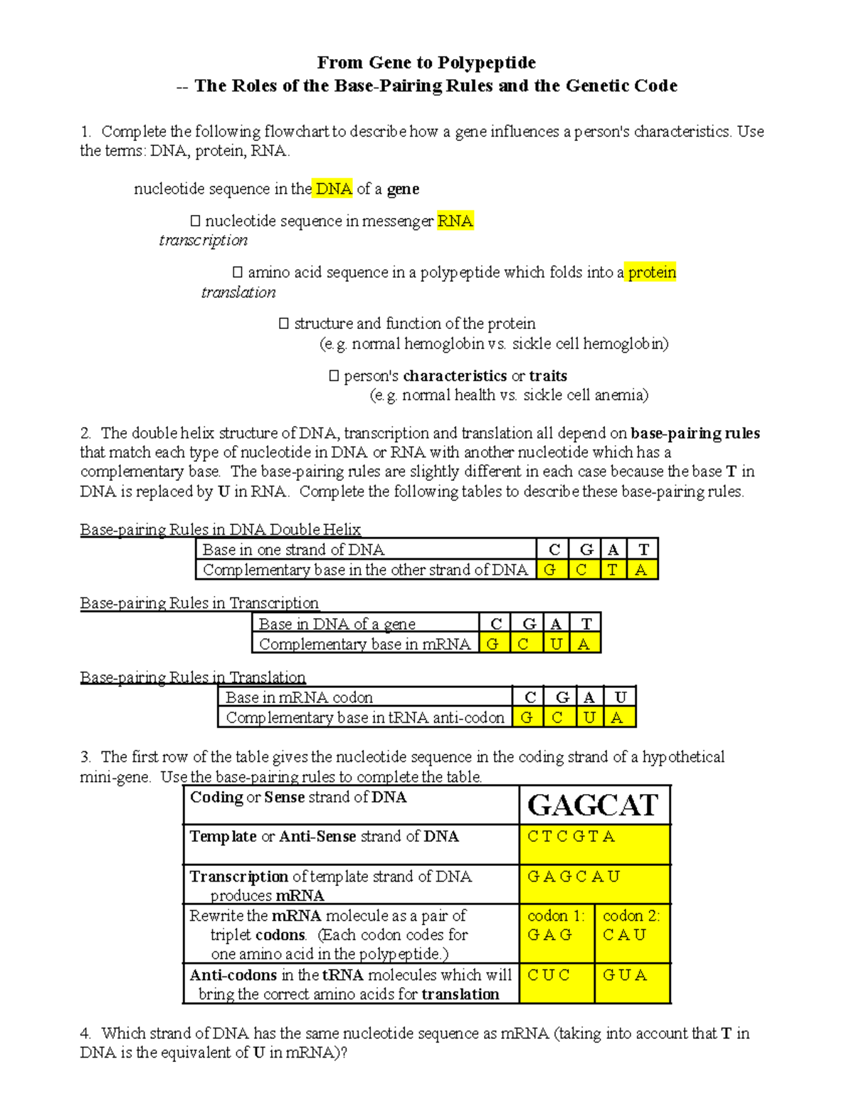 Copy of From Gene to Polypeptide worksheet - From Gene to Polypeptide ...