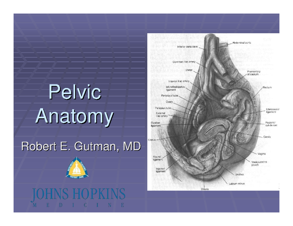 Pelvic Anatomy for Residents: Key Concepts and Clinical Insights - Studocu