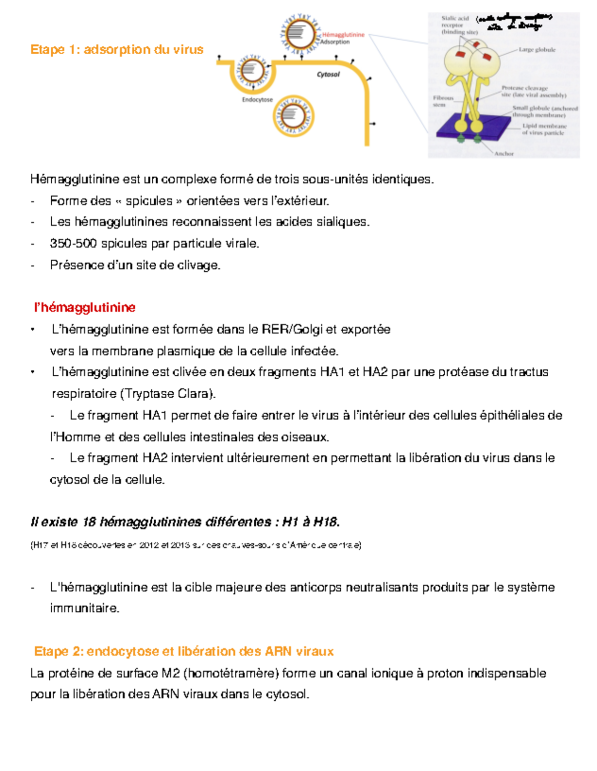 Cycle viral de la grippe : étapes et mécanismes clés dans l'infection ...