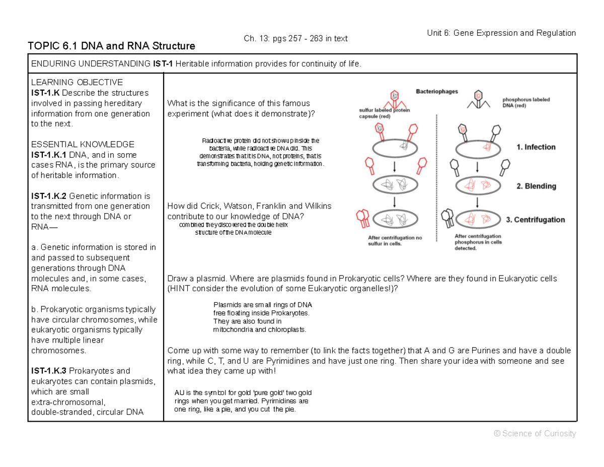 AP Bio U6: DNA & RNA Structure and Gene Expression Notes - Studocu