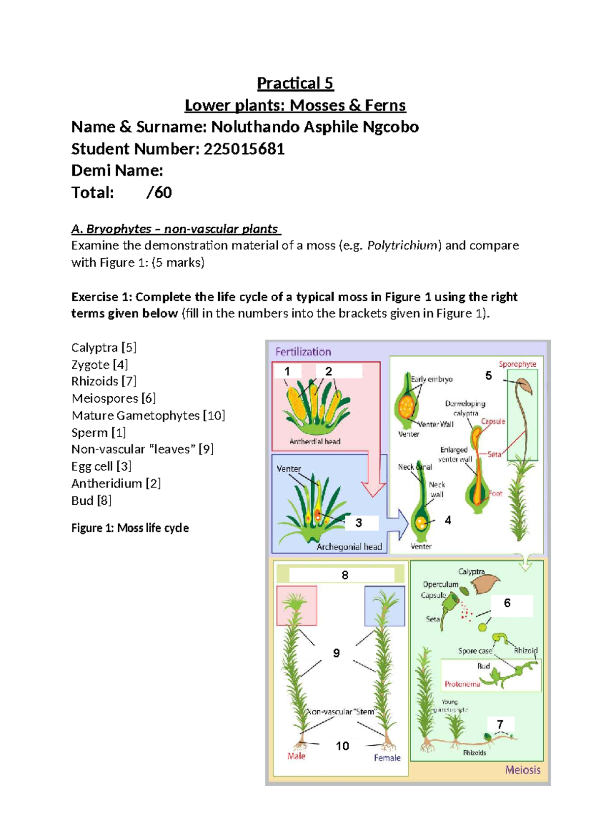 Practical 5: Lower Plants - Mosses & Ferns (BIOL 101) - Studocu