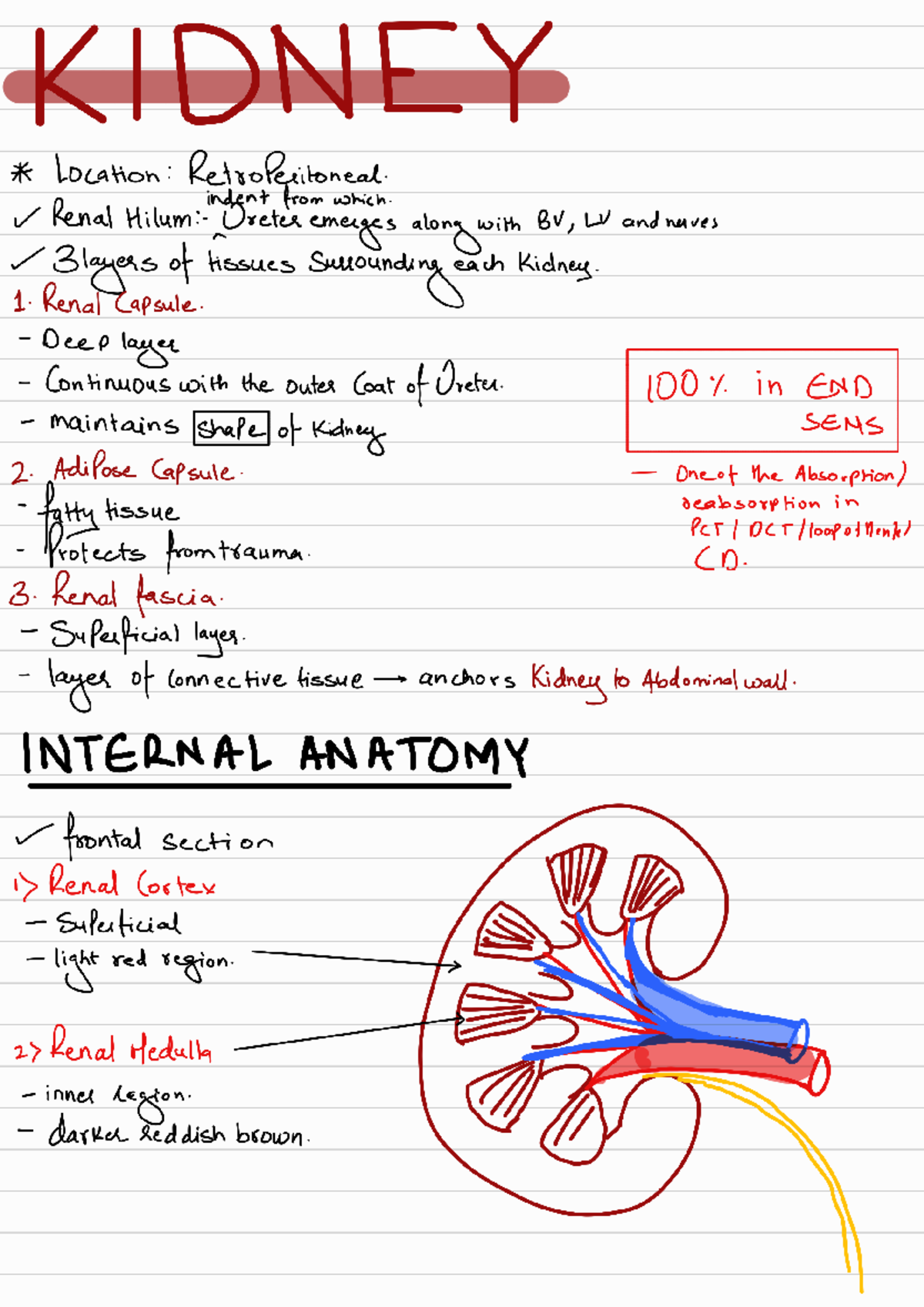 Renal System Anatomy and Function: KIDNEY Overview (250326) - Studocu