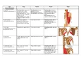 Palpatie - Heup - 1 – Heup 2 Beenderige strucuturen Spina iliaca ...