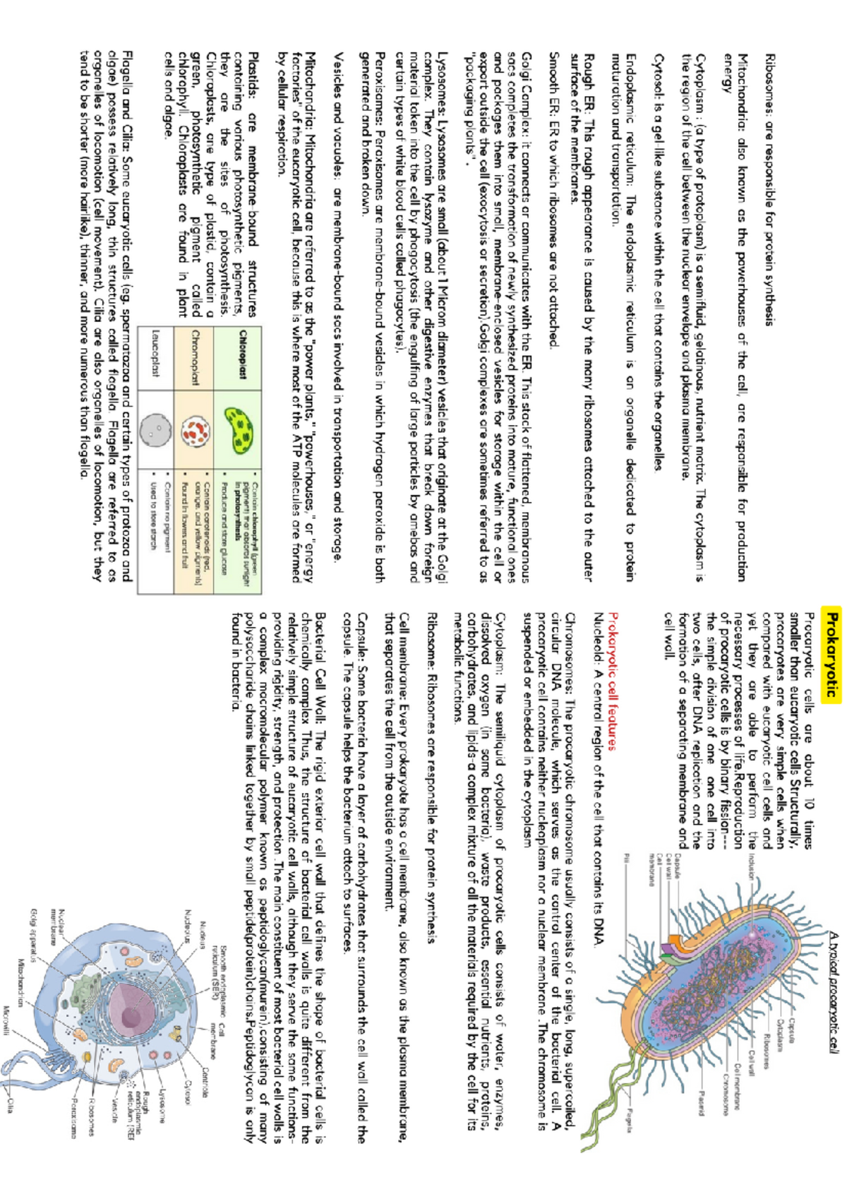 Prokaryotic Cells: Structure, Function, and Key Features Explained - Studocu