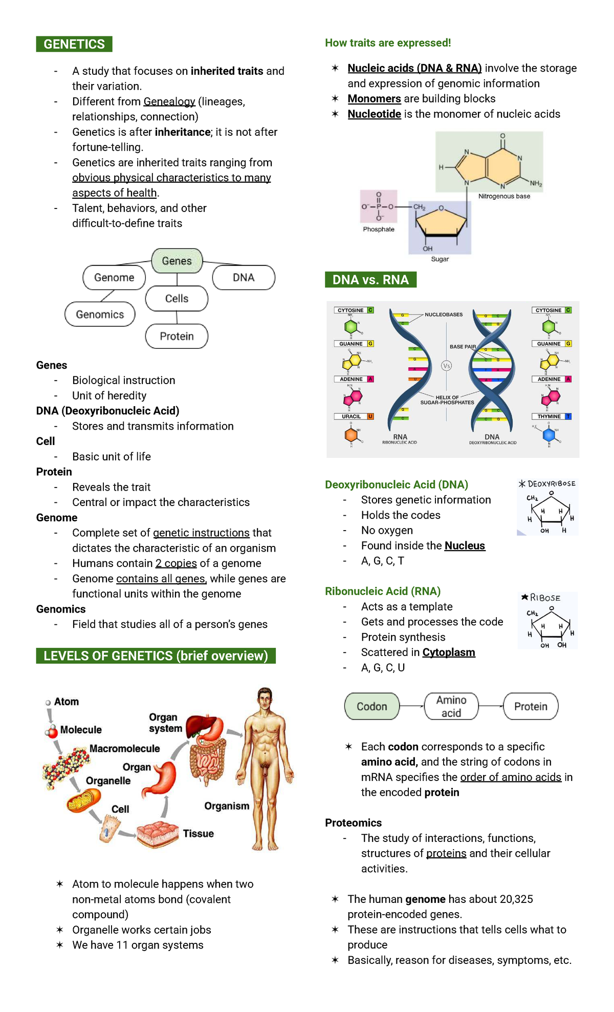 0GENETICS0: Overview of Genetic Principles and Concepts - Studocu