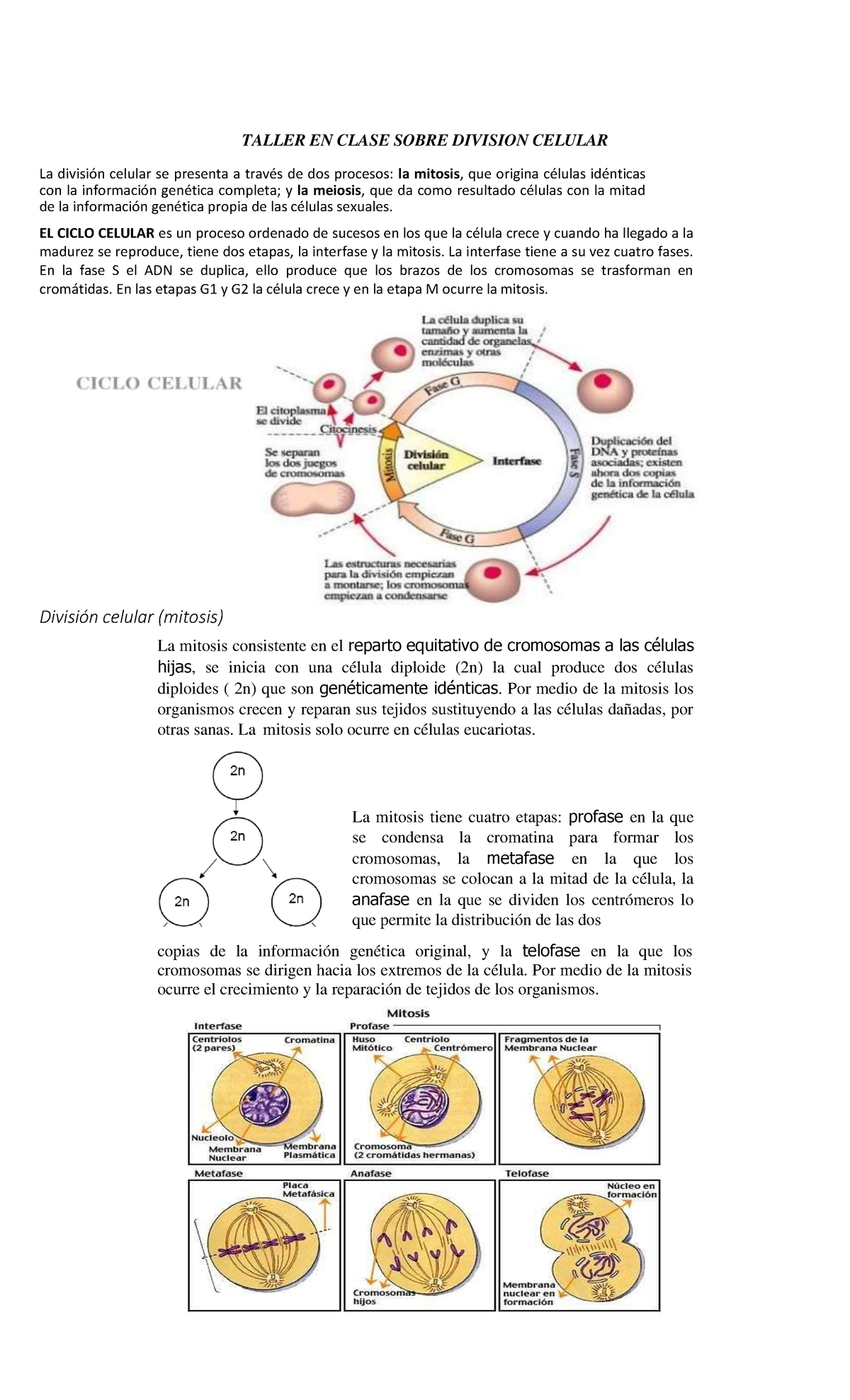 Mitosis Meiosis Septimo - TALLER EN CLASE SOBRE DIVISION CELULAR La división celular se presenta ...