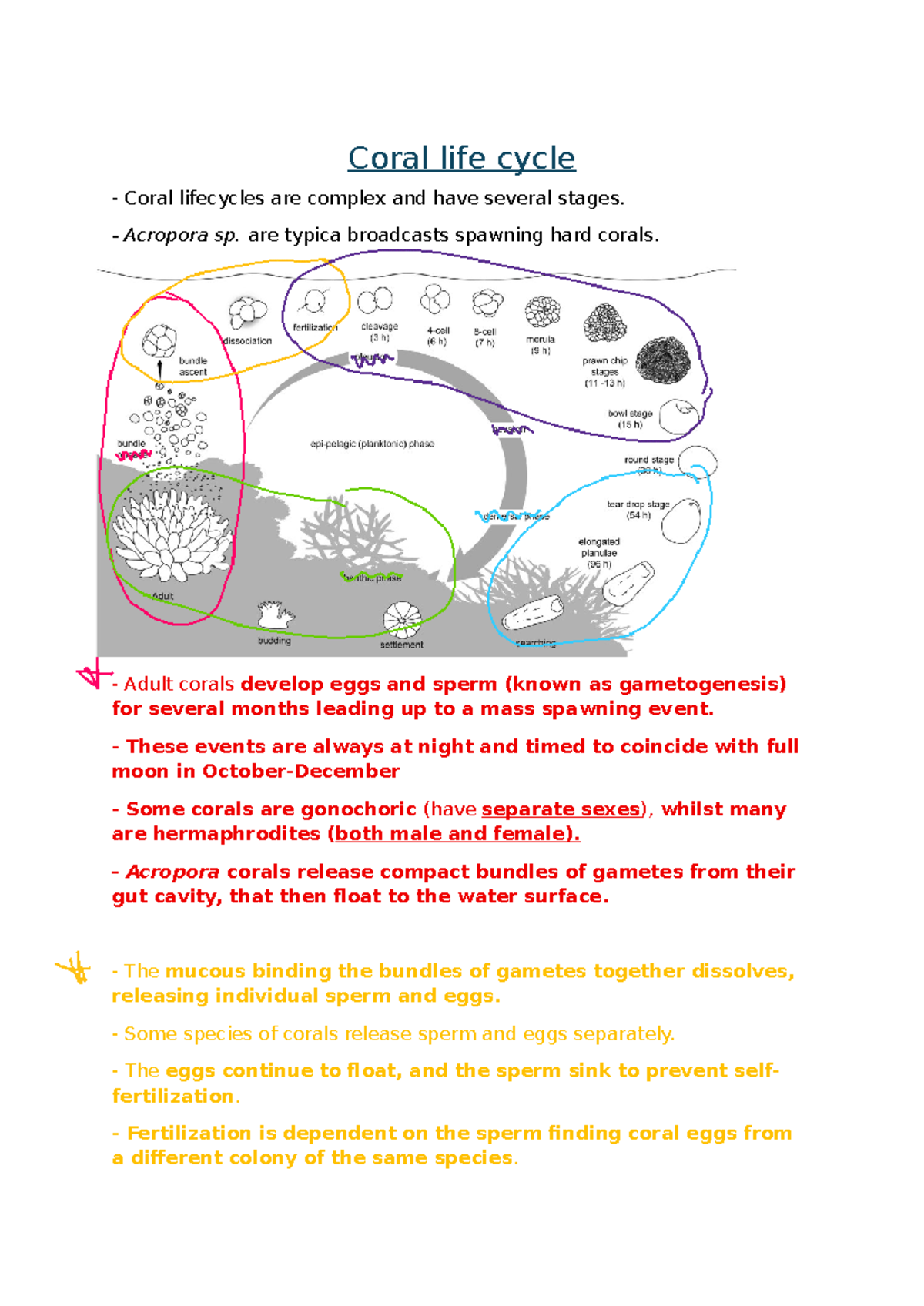 Coral Life Cycle: Stages of Acropora Sp. Reproduction and Development ...