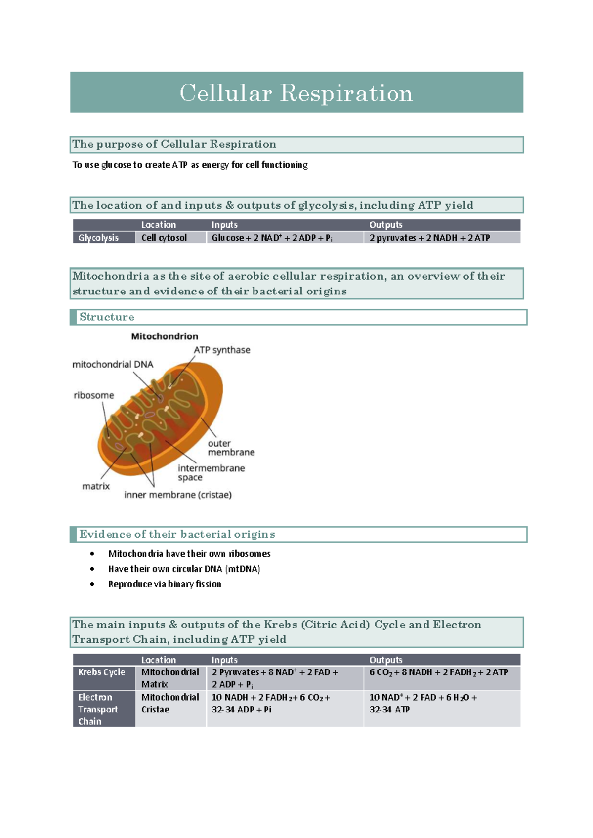Cellular Respiration Summary: Key Processes and ATP Yield Insights ...