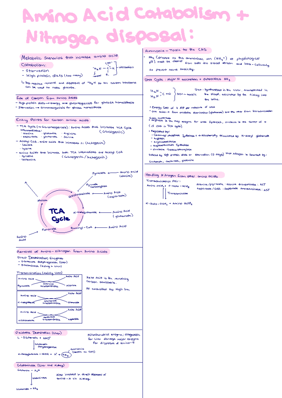 Biochem 101: Amino Acid Catabolism & Nitrogen Disposal Lecture Notes ...