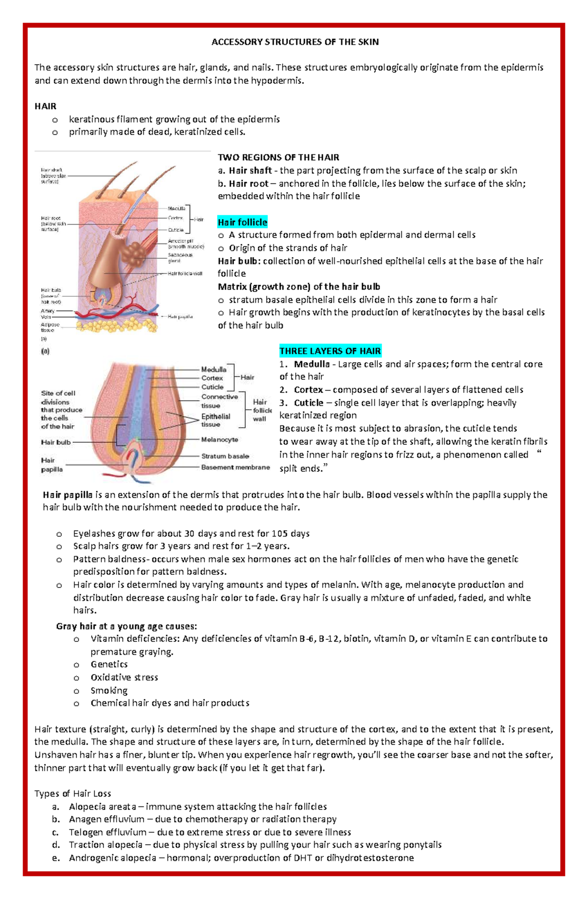 Lesson 8: Accessory Structures of the Skin Overview - Studocu