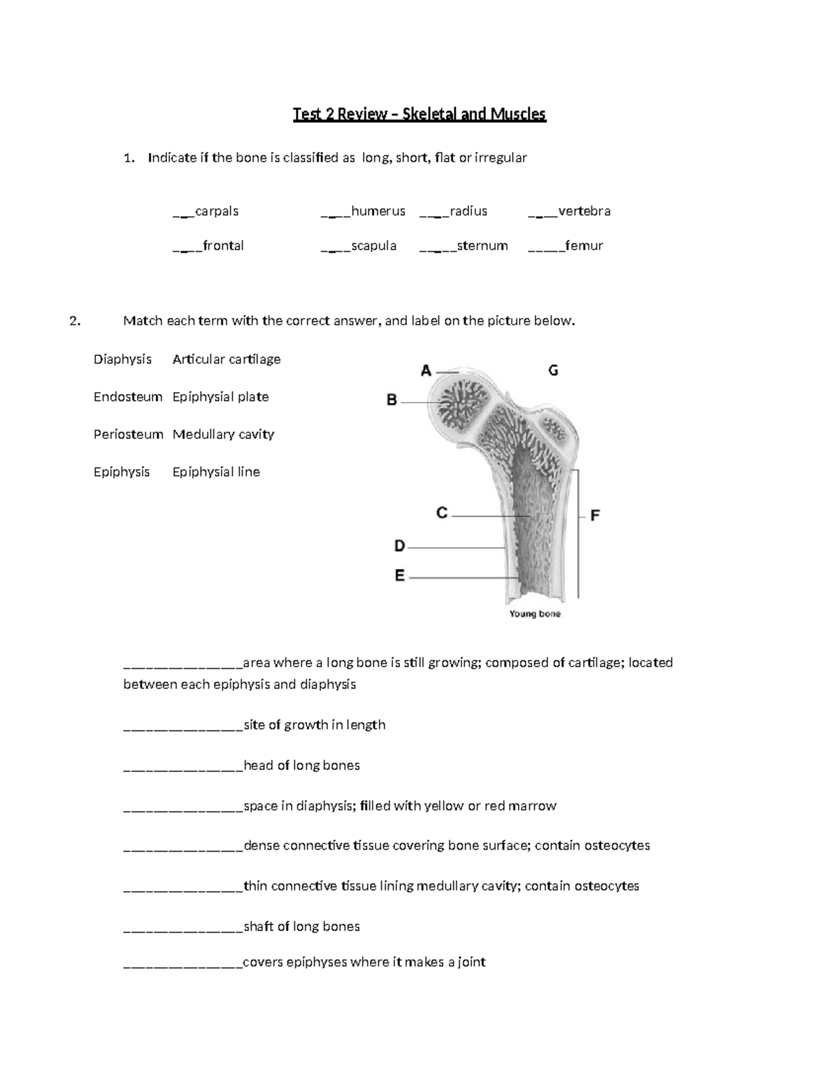 Test 2 review skeletal - Test 2 Review – Skeletal and Muscles 1 ...