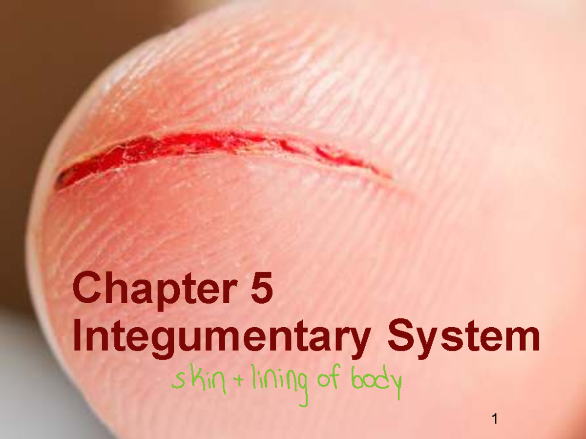 Integumentary System Overview: Structure, Function & Clinical Insights ...