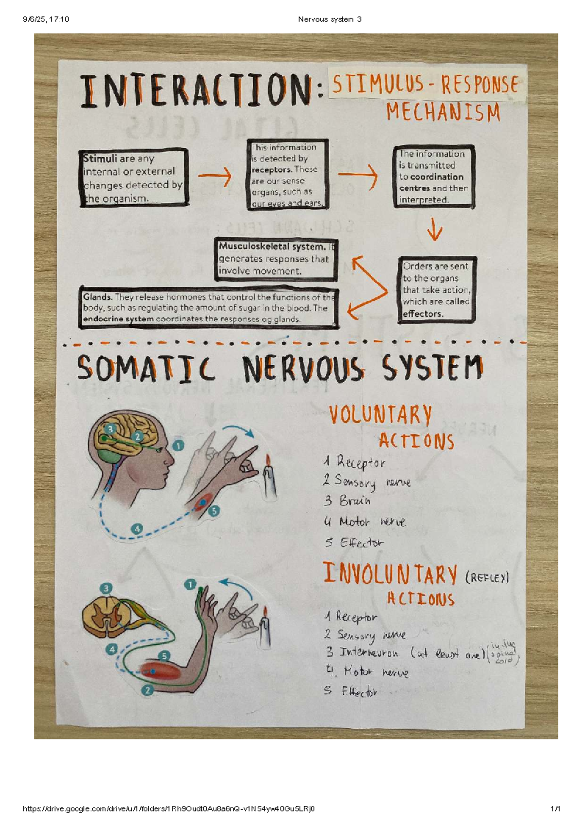 INTERACTION: STIMULUS RESPONSE MECHANISM & SOMATIC NERVOUS SYSTEM - Studocu