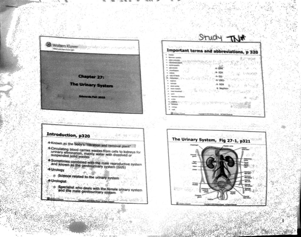 URD REN Chapter 27: The Urinary System Overview and Key Terms - Studocu