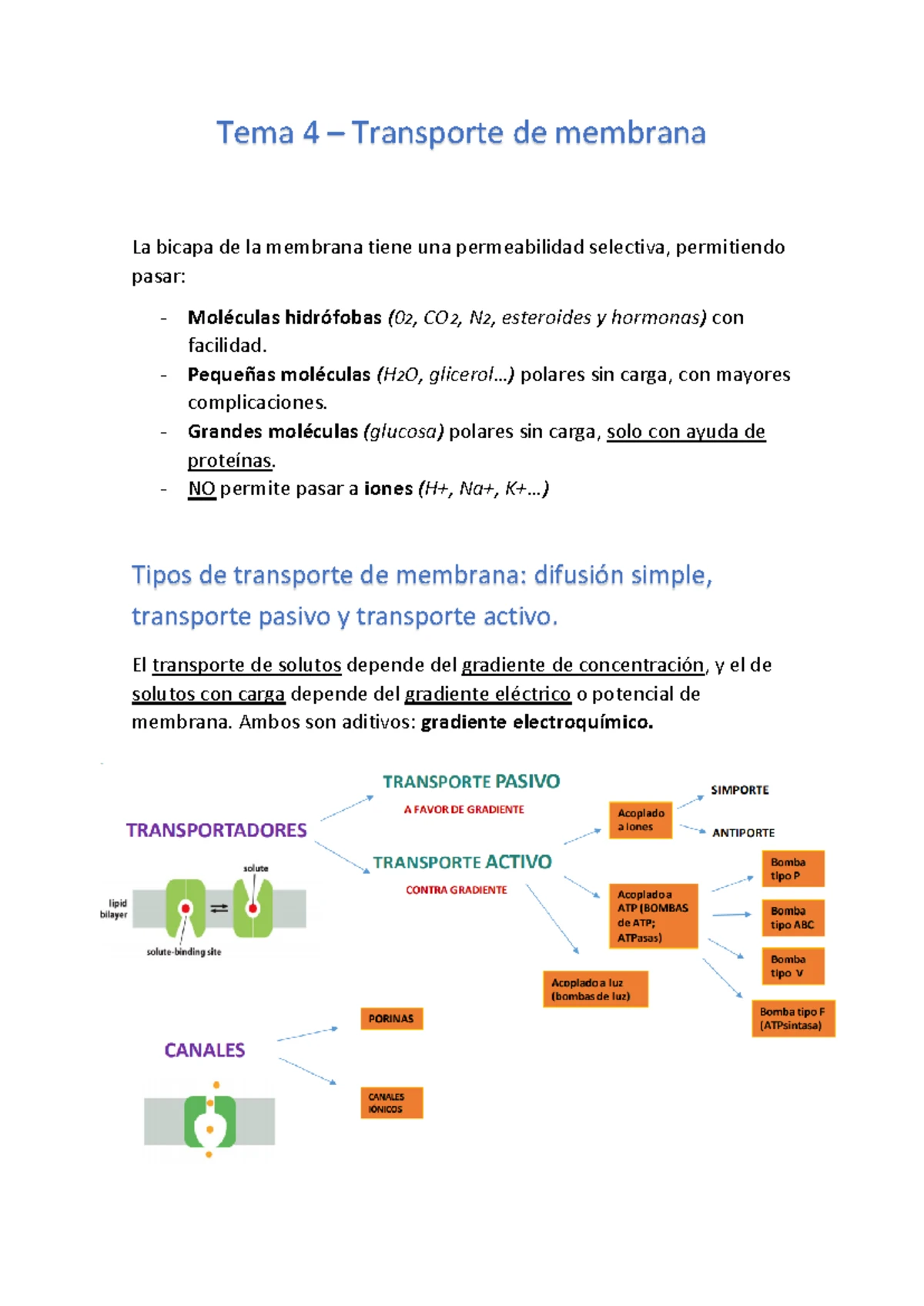 Tema 8.1 - Transporte vesícular - Tema 8 – Transporte vesicular 1 ...