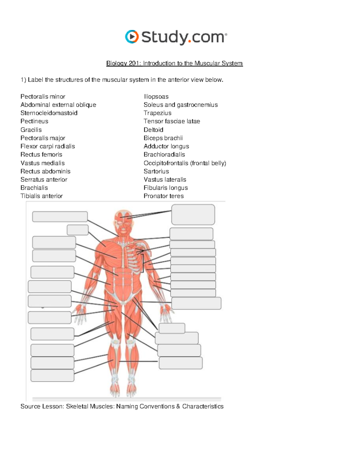 Biology 201: Visual Worksheet on the Muscular System - Studocu