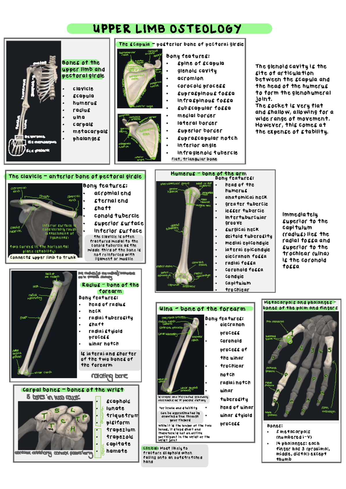 Upper Limb Osteology: Comprehensive Notes for ANAT 101 - Studocu