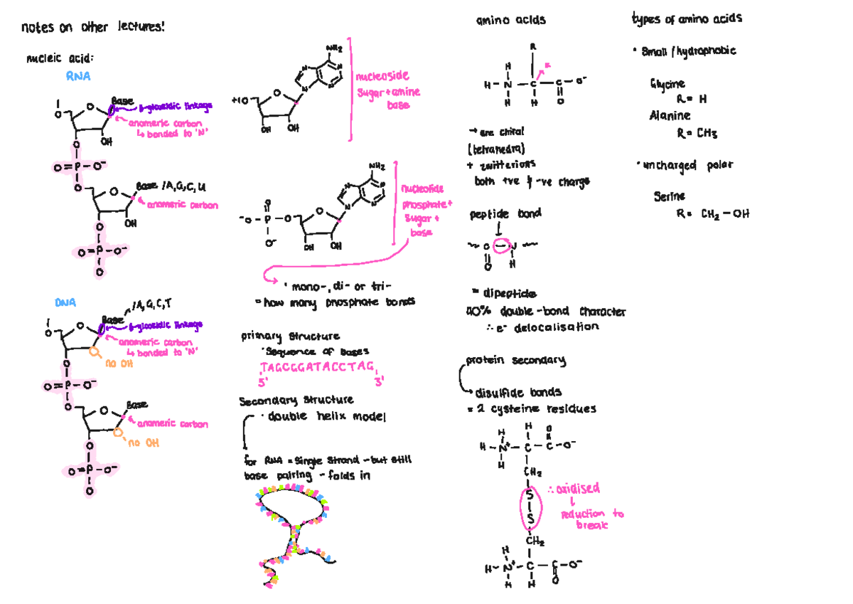 Nucleic Acids Summary: RNA Structure and Base Linkages - Studocu