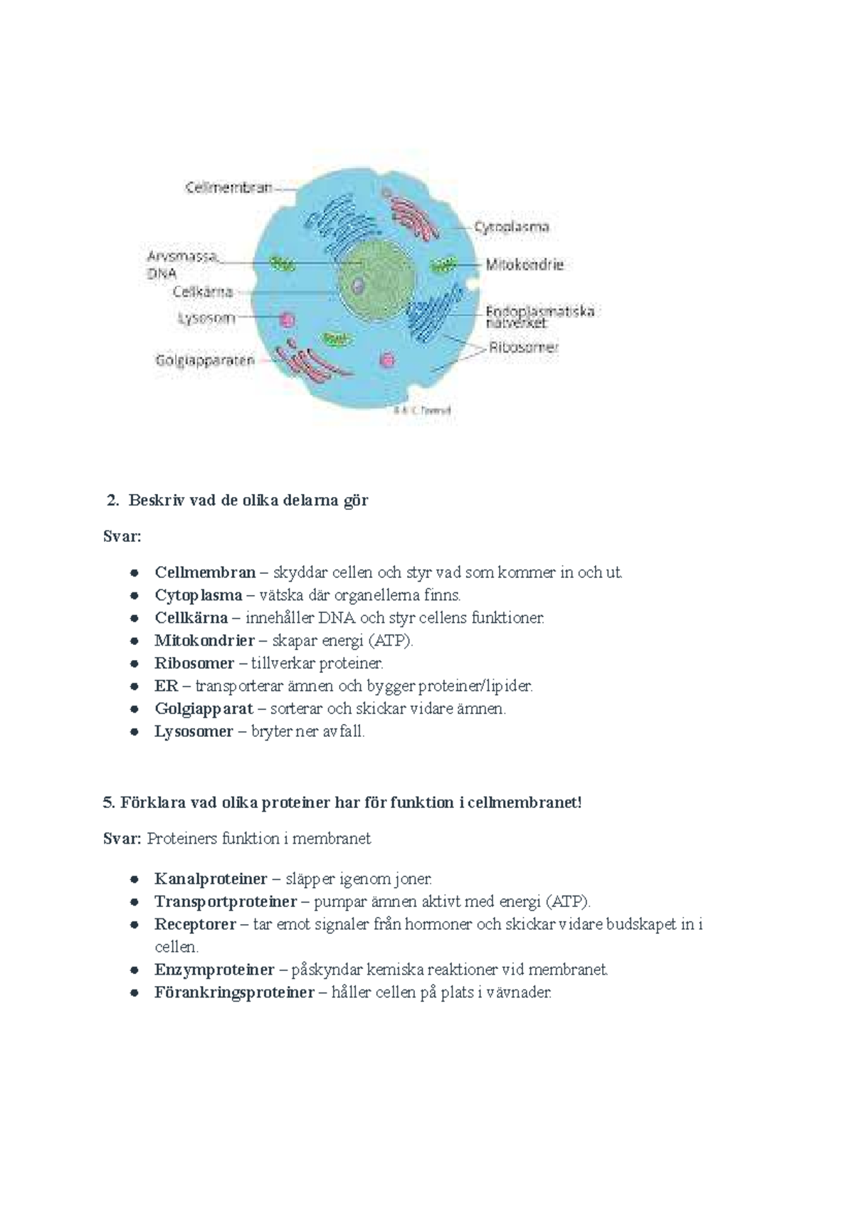 Anatomi del 8: Cellens Struktur och Funktioner - Studocu