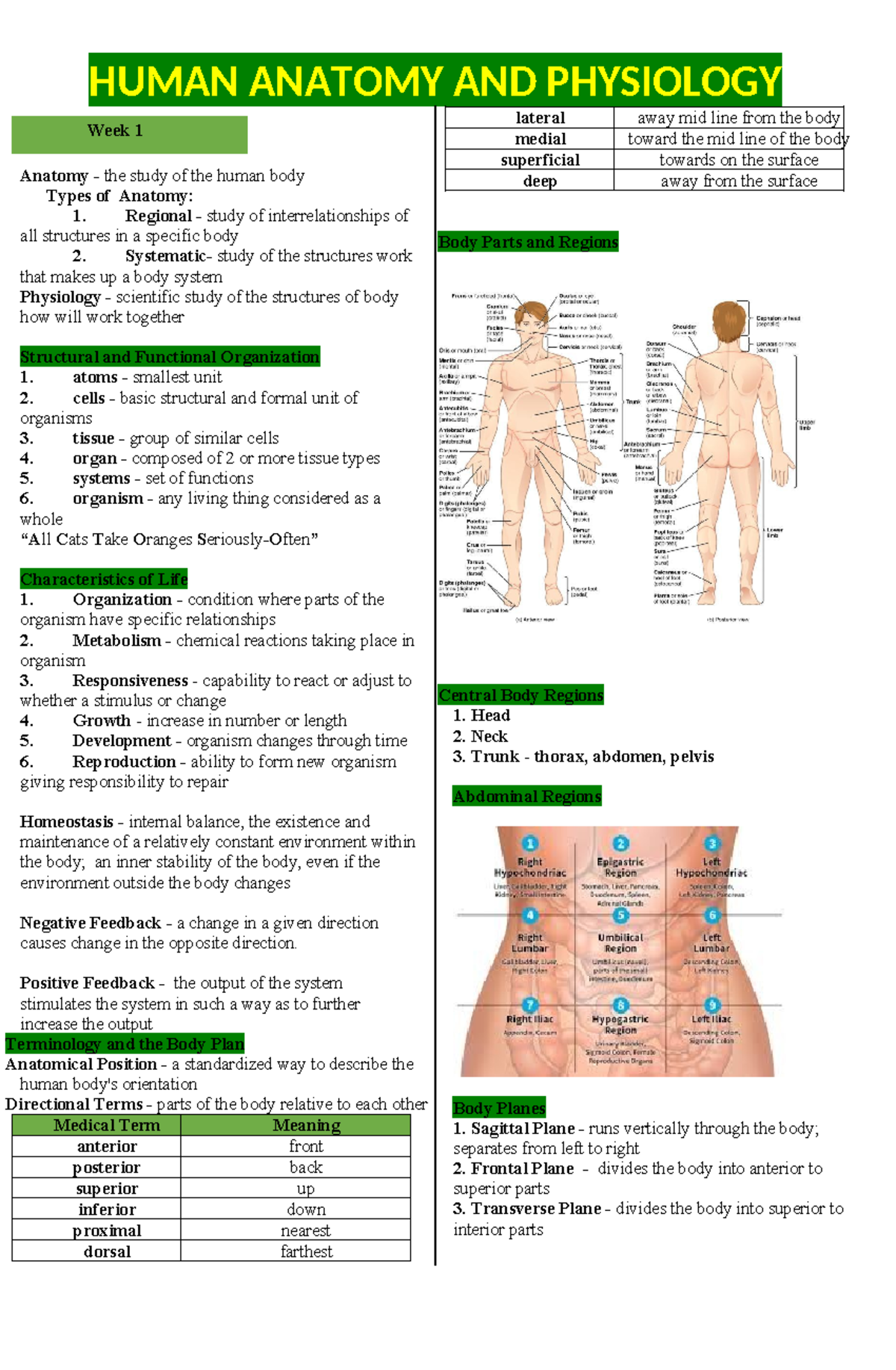HUMAN ANATOMY AND PHYSIOLOGY Week 1: Basic Fundamentals of Anatomy ...