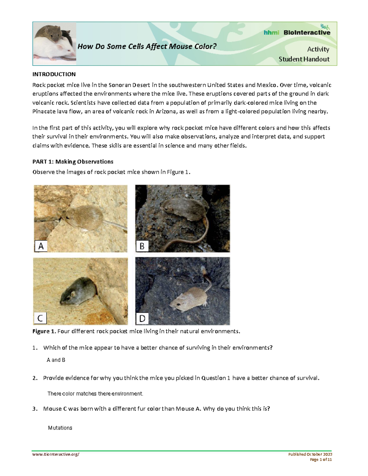 How Do Cells Influence Mouse Color? BioInteractive Student Handout ...