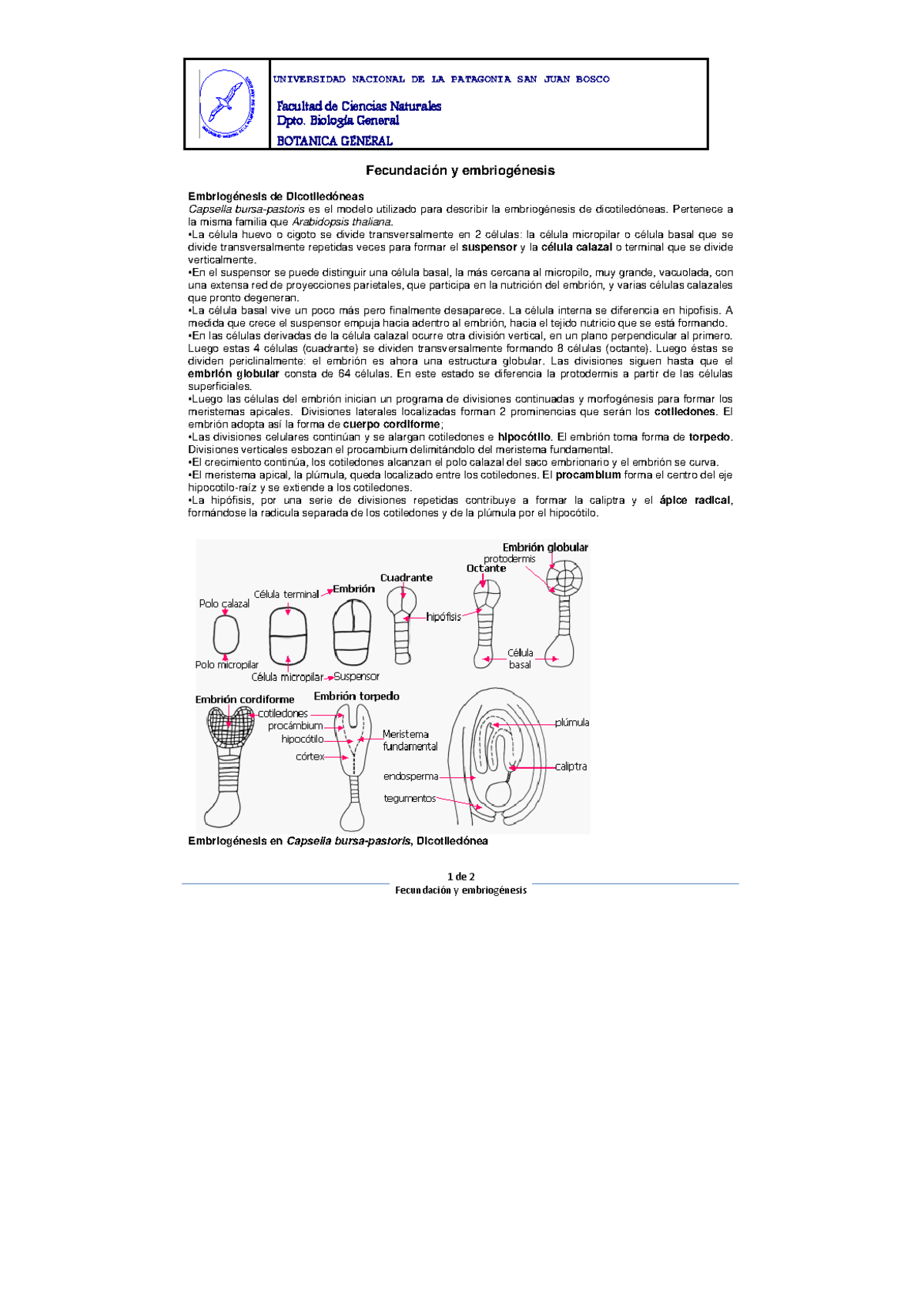 Fecundacion-y-embriogenesis - 1 de 2 Fecundación y embriogénesis ...