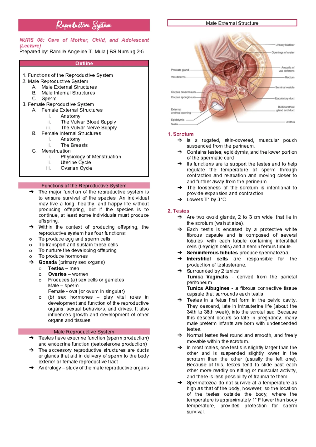 NURS 08 Lecture: Comprehensive Cheat Sheet on Reproductive System - Studocu