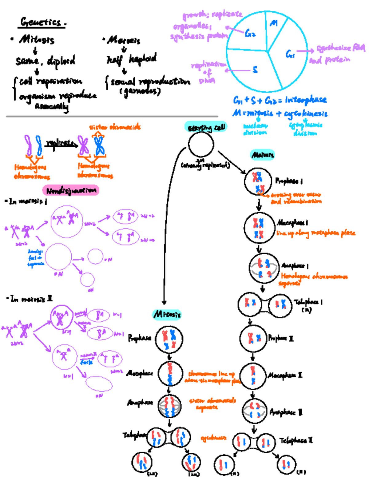Genetics Lecture: Mitosis, Meiosis, and Cell Replication Insights - Studocu