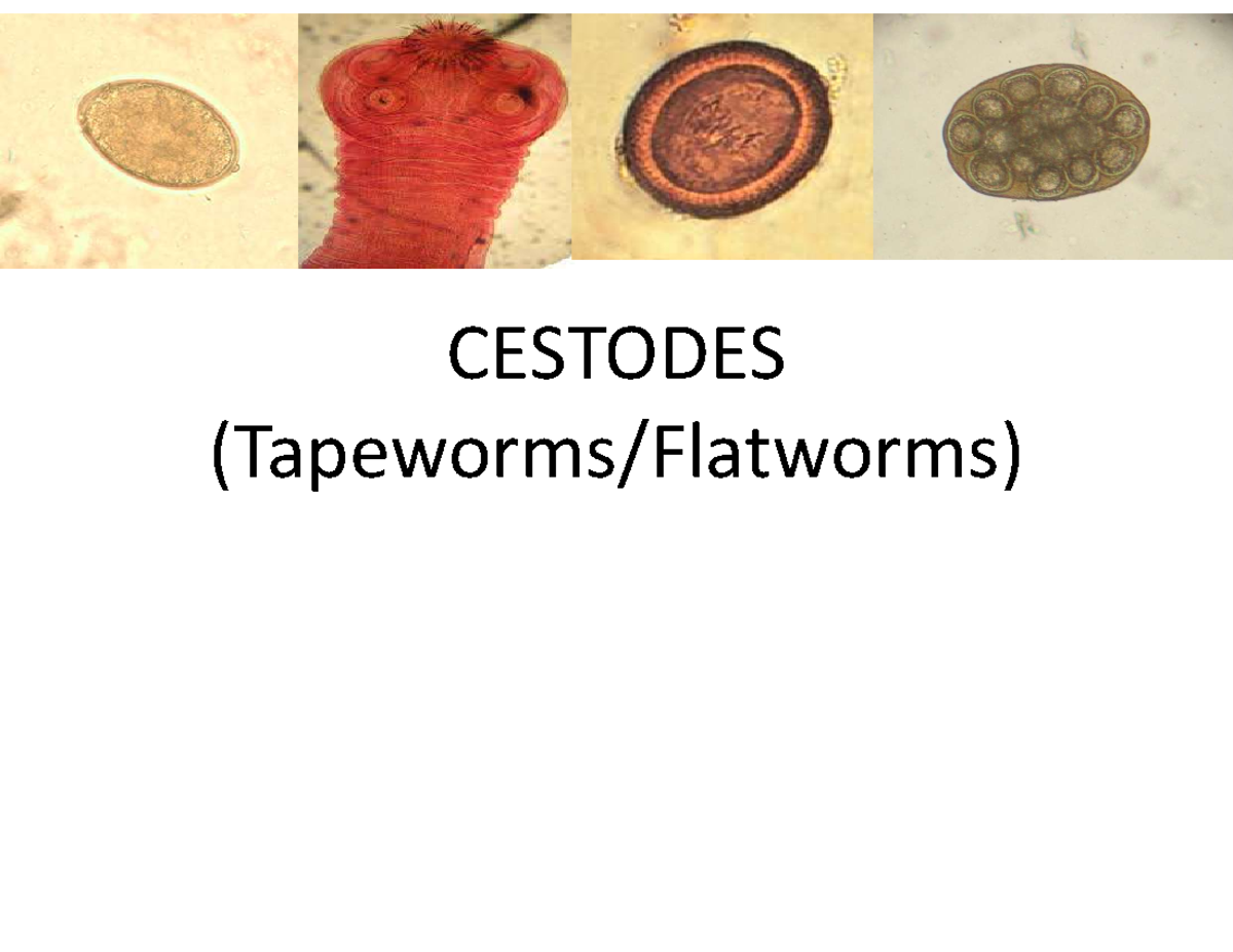 CESTODES 2025: General Characteristics and Morphology Overview - Studocu