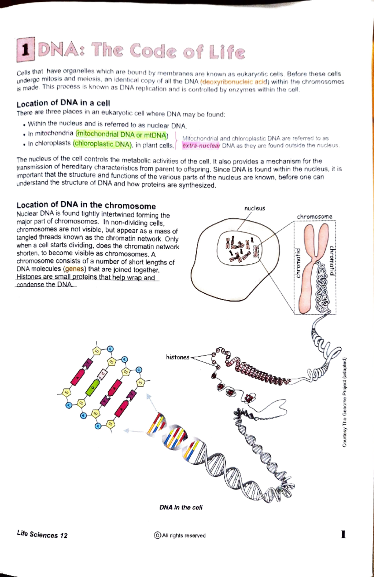Grade 12 Life Sciences Exam: Understanding DNA and Its Functions - Studocu