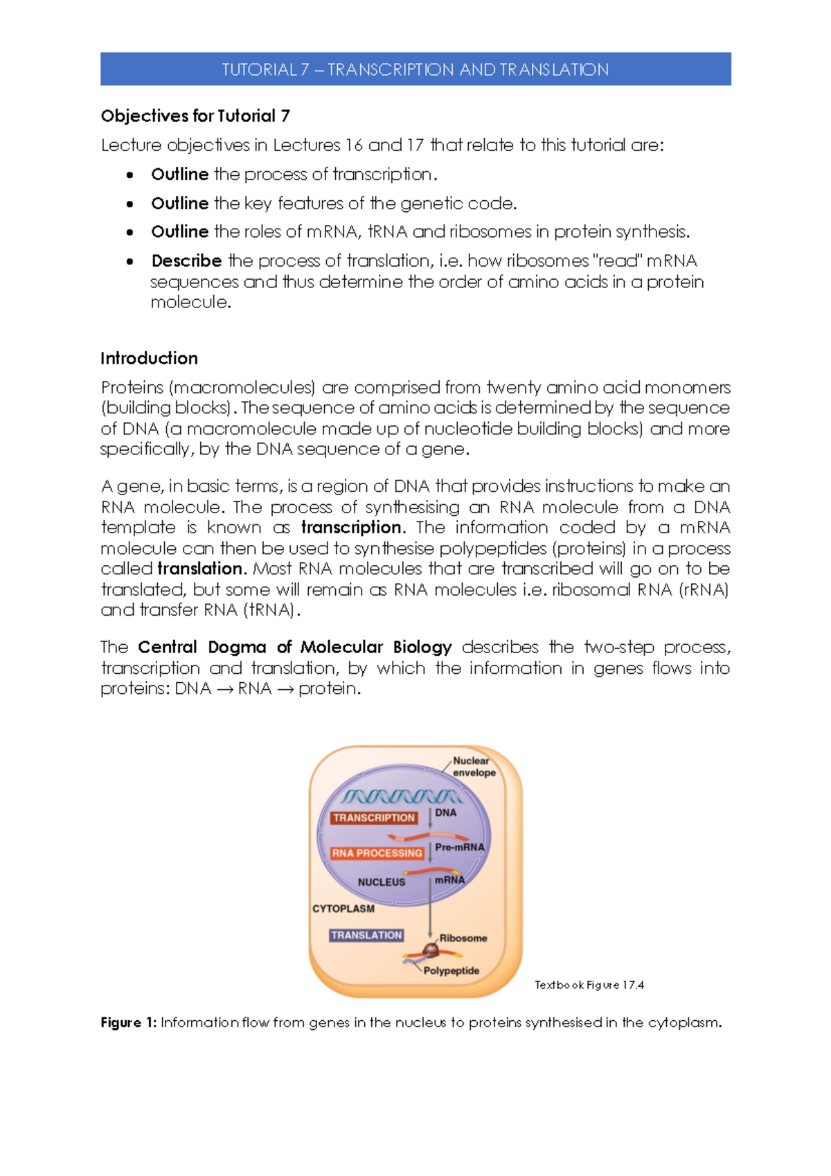 Transcription and translation tutorial Student version 2024 ...