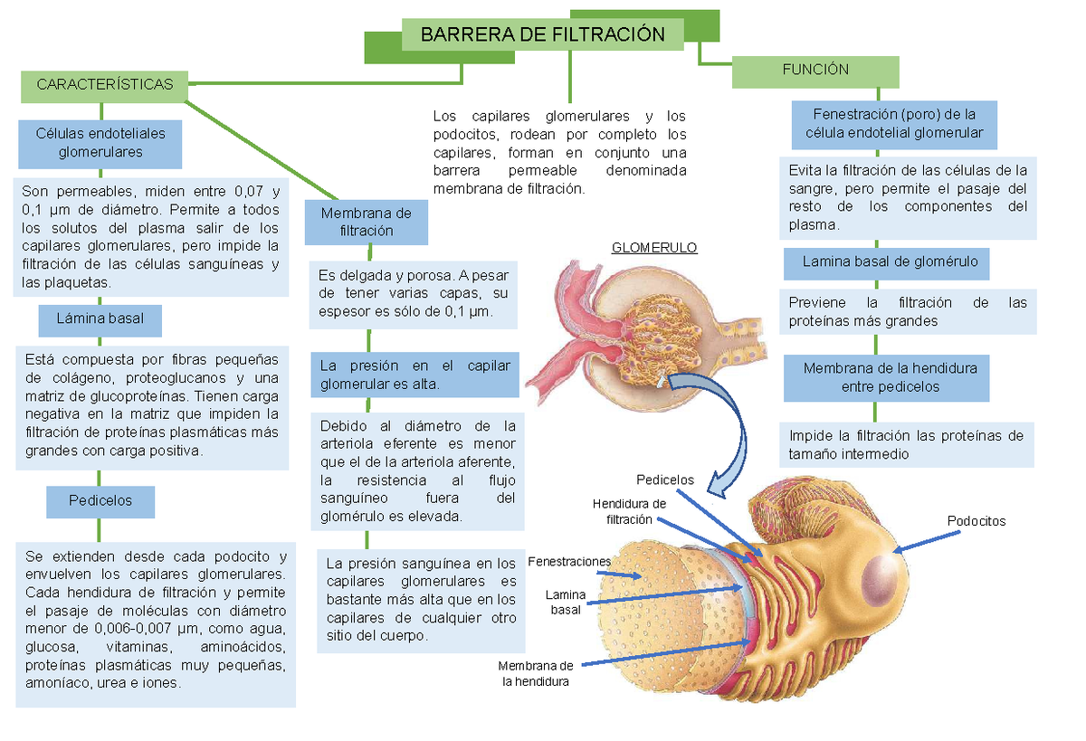 Barrera de filtración- Riñón - GLOMERULO Podocitos Membrana de la ...