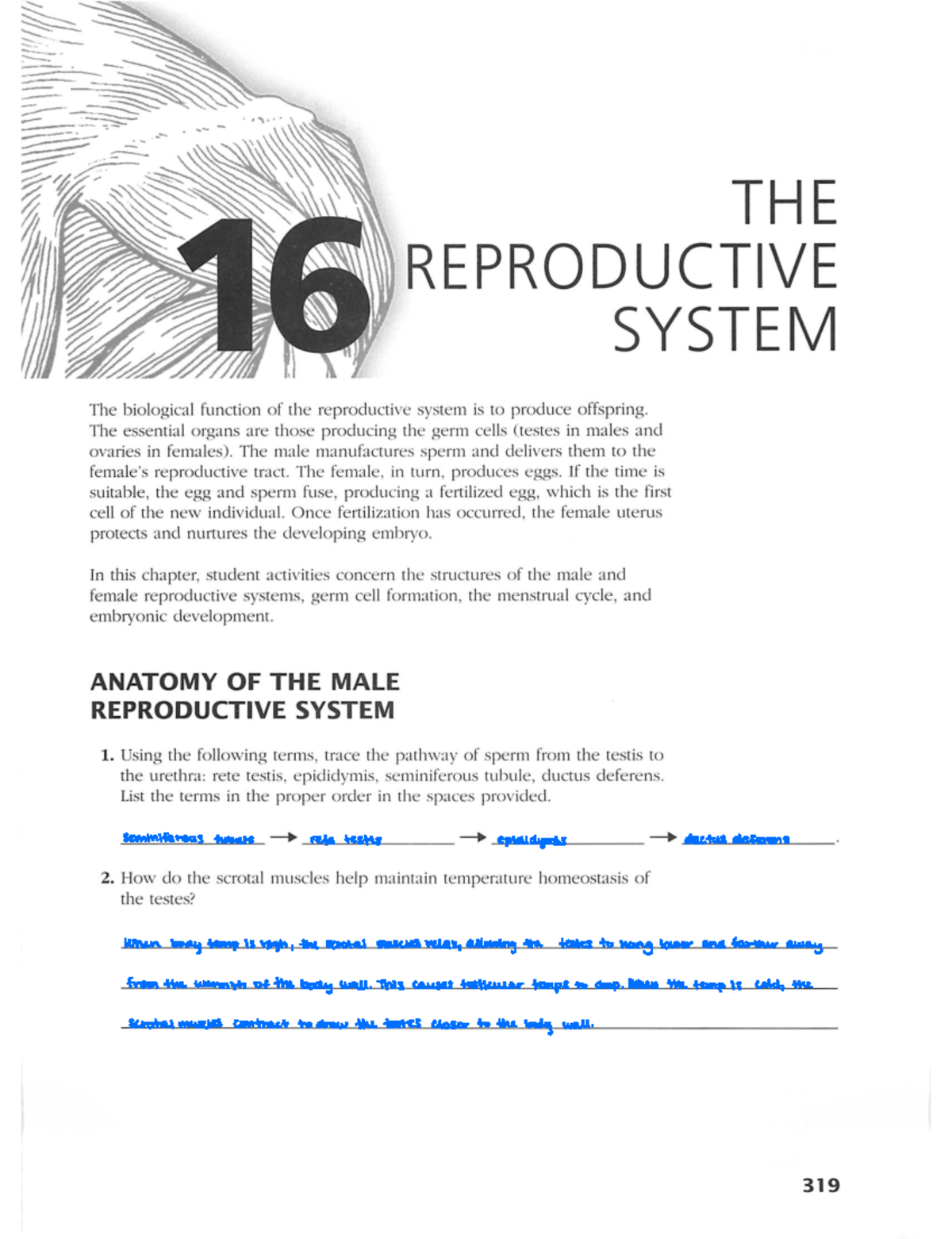 AP 16 Coloring Workbook: The Reproductive System Insights - Studocu