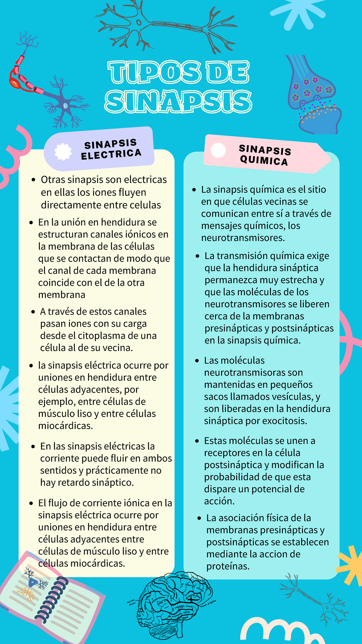 Cuadro Comparativo de Sinapsis: Eléctrica vs Química - Studocu