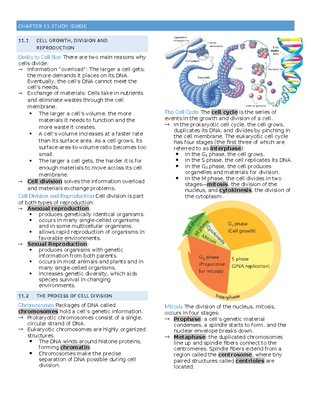 Chapter 11 Study Guide - CHAPTER 11 STUDY GUIDE 11 CELL GROWTH ...