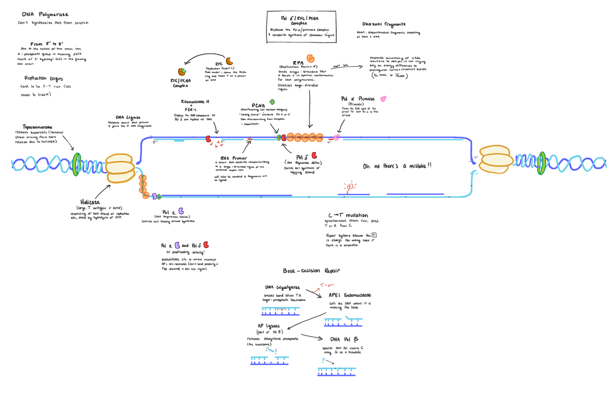 DNA Replication diagram - can't synthesize DNA from scratch complex ...