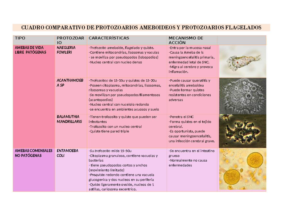 Cuadro Comparativo de Protozoarios Ameboideos y Flagelados - Studocu