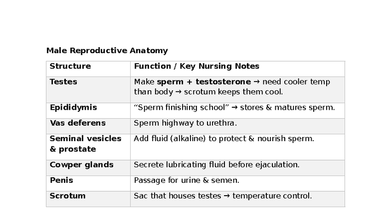 Male Reproductive Anatomy & Nursing Notes (NUR 101) - Studocu