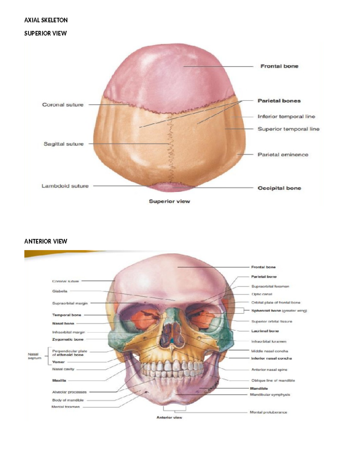 Anaphy Drawing - Medical Laboratory Science (MedTech) - AXIAL SKELETON ...