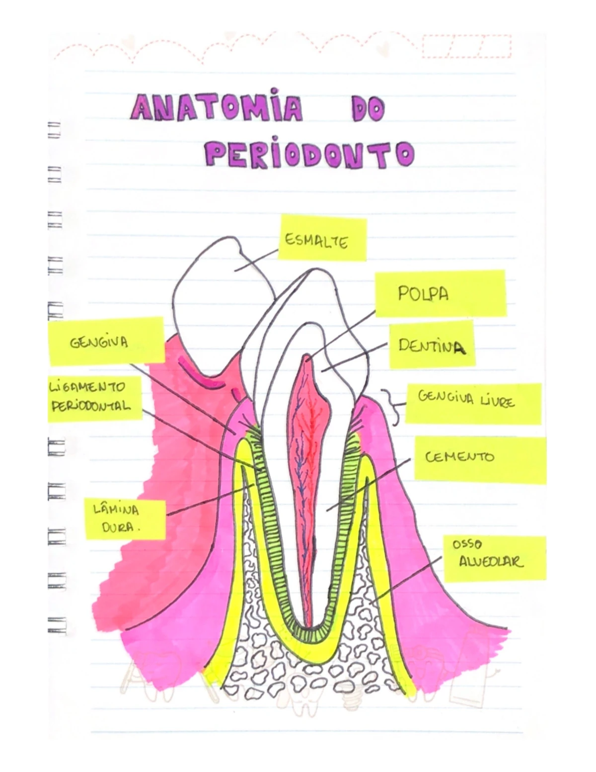 Periograma: Guia Completo para Avaliação Periodontal passo a passo ...