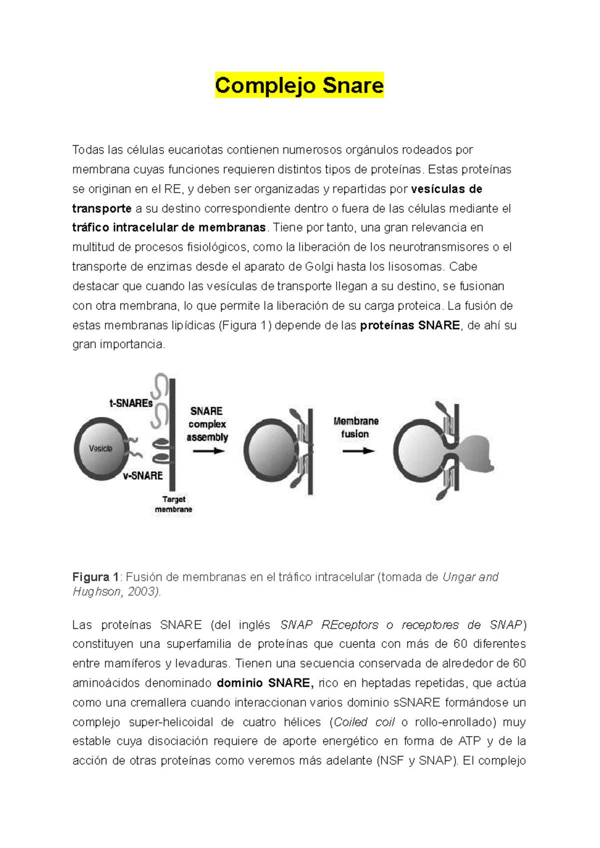 Complejo SNARE: Mecanismos en Sinapsis Química y Neurotransmisión - Studocu