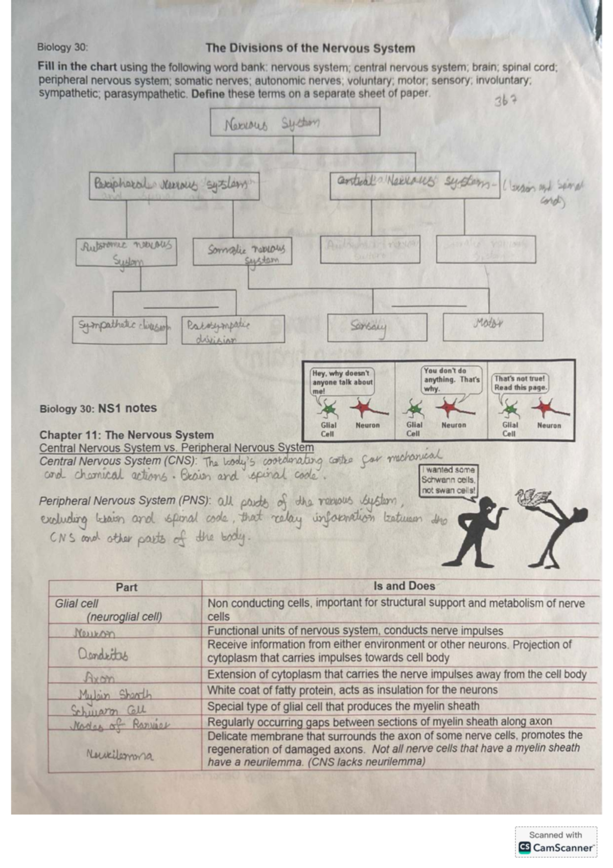 Biology 30: Nervous System Overview and Key Concepts - Studocu