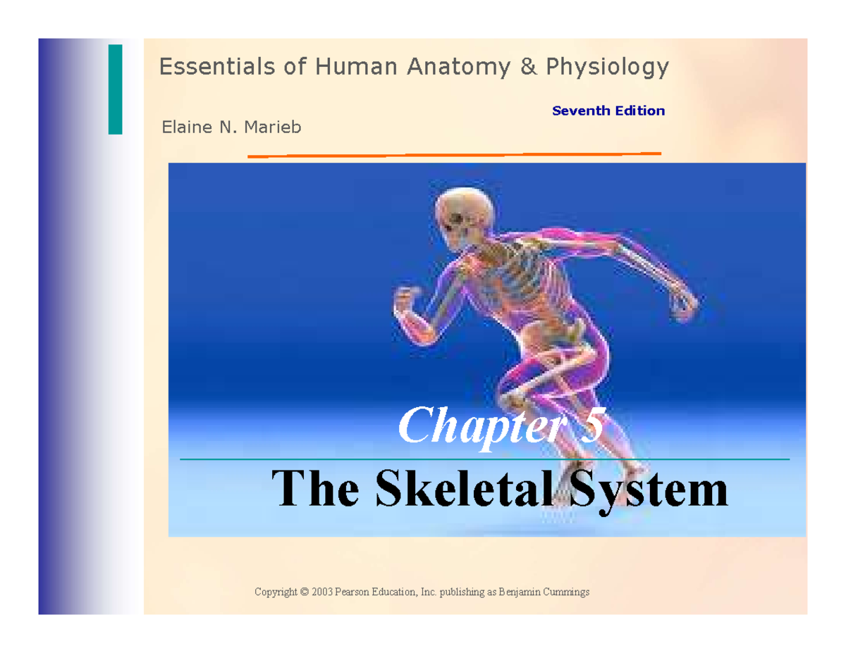 Skeletal System Notes - Essentials of Human Anatomy & Physiology ...