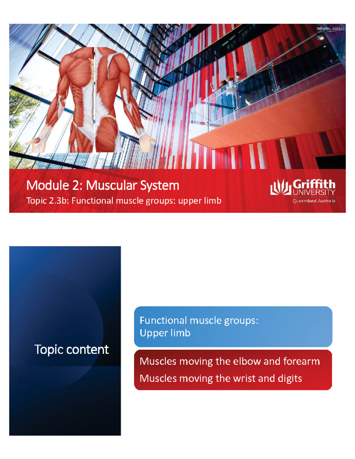 1016MSC 2 - Muscular System: Upper Limb Functional Muscle Groups - Studocu